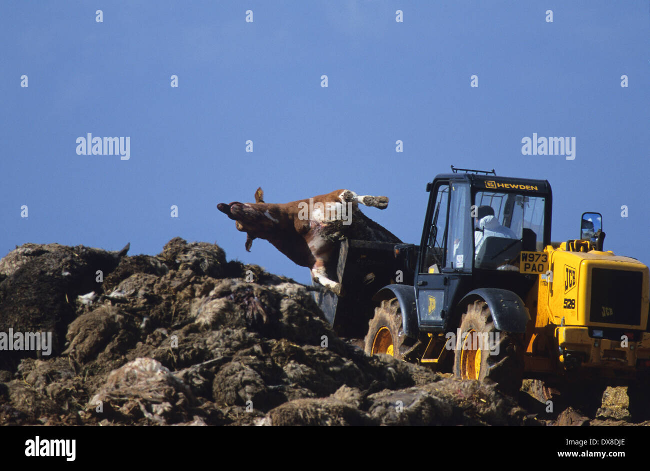 Cow carcasses to be incinerated on funeral pyre in foot and mouth ...