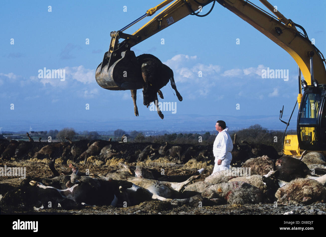 Cow carcasses to be incinerated on funeral pyre in foot and mouth ...