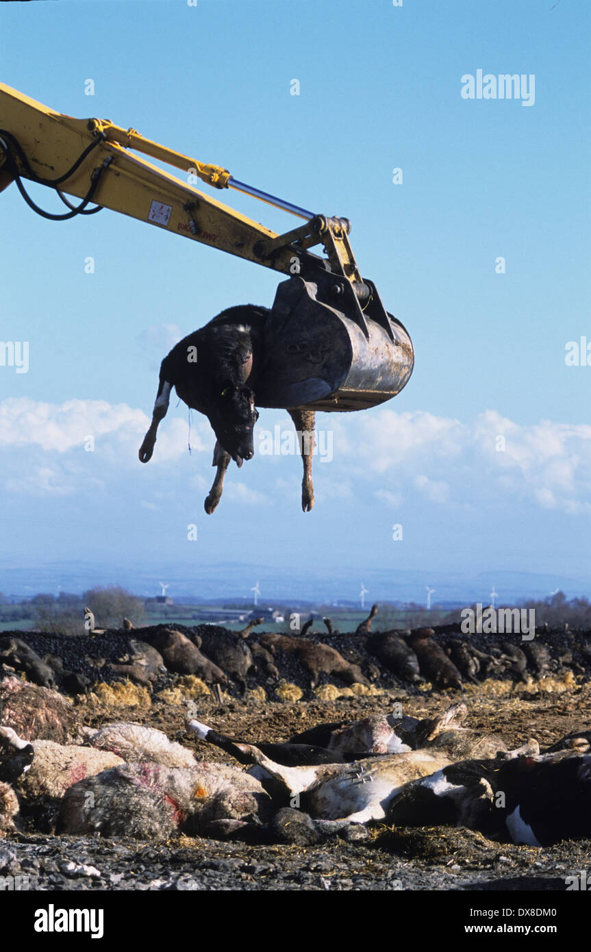 Cow carcasses to be incinerated on funeral pyre in foot and mouth ...