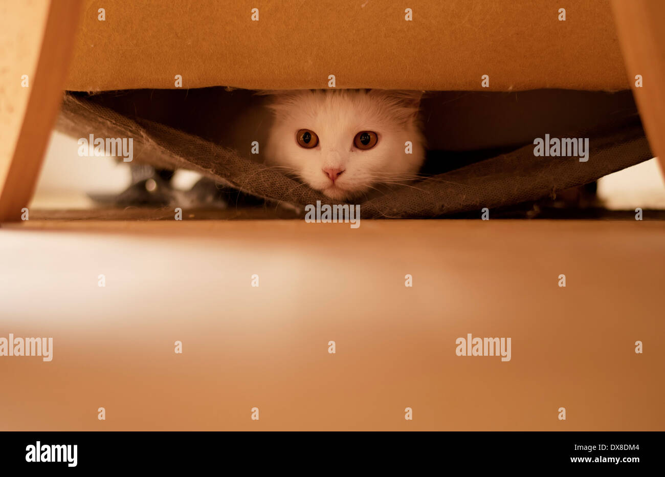 Adorable white cat Stock Photo - Alamy Adorable white cat Stock Photo - Alamy
