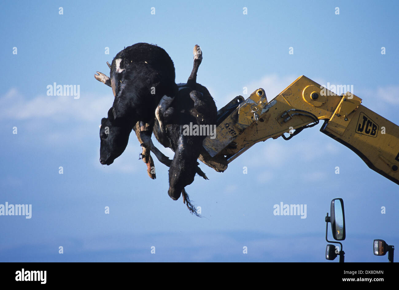Cow carcasses to be incinerated on funeral pyre in foot and mouth ...