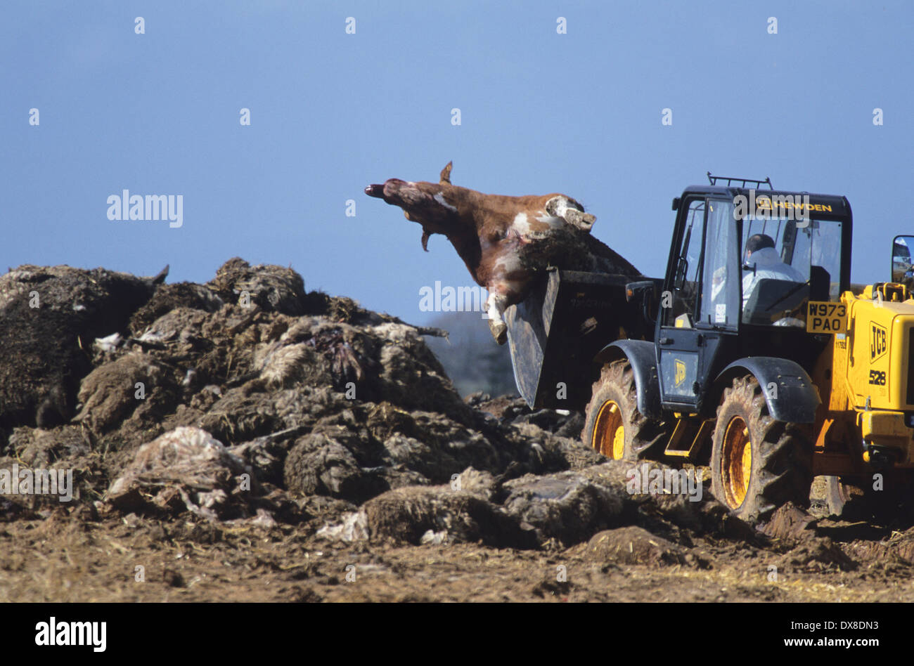 Cow carcasses to be incinerated on funeral pyre in foot and mouth ...