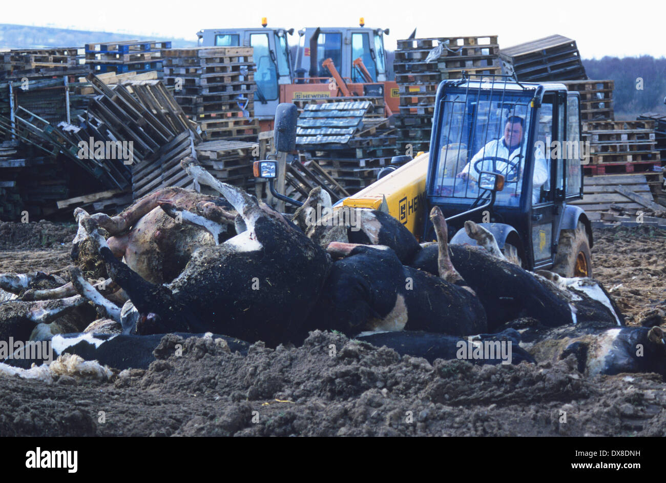 Cow carcasses to be incinerated on funeral pyre in foot and mouth ...