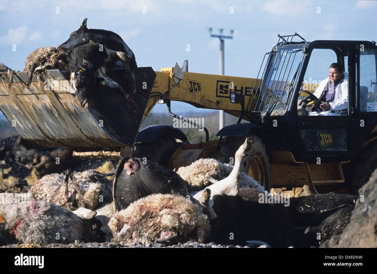 Cow carcasses to be incinerated on funeral pyre in foot and mouth ...