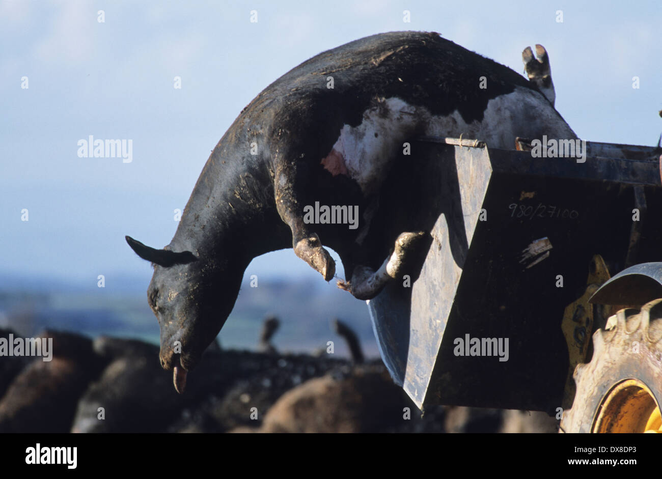 Cow carcasses to be incinerated on funeral pyre in foot and mouth ...