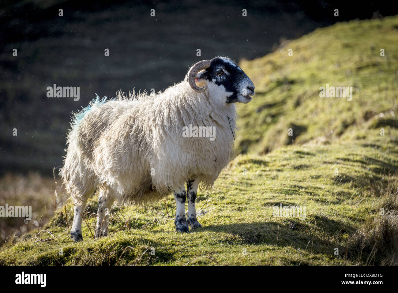 The Scottish Blackface is the most common breed of domestic sheep in ...
