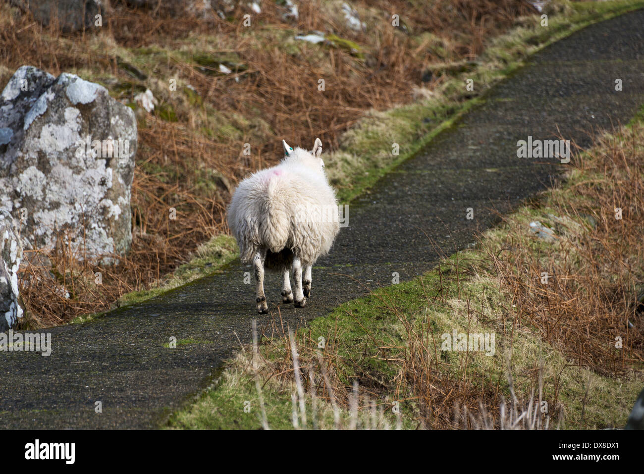 A sheep walking alone on the tourist trail: Neist Point Lighthouse can ...