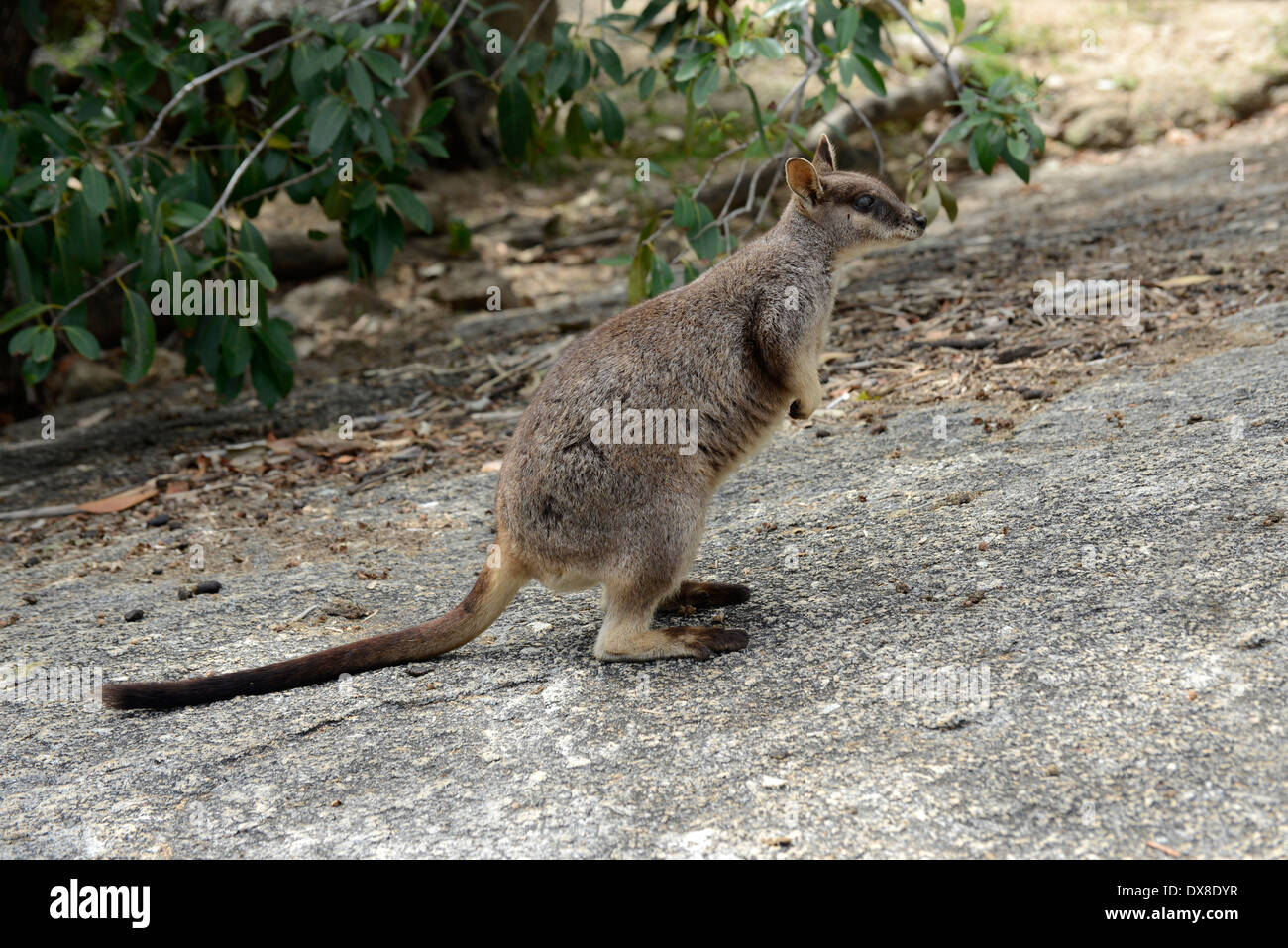 Mareeba rock wallaby (Petrogale mareeba Stock Photo - Alamy