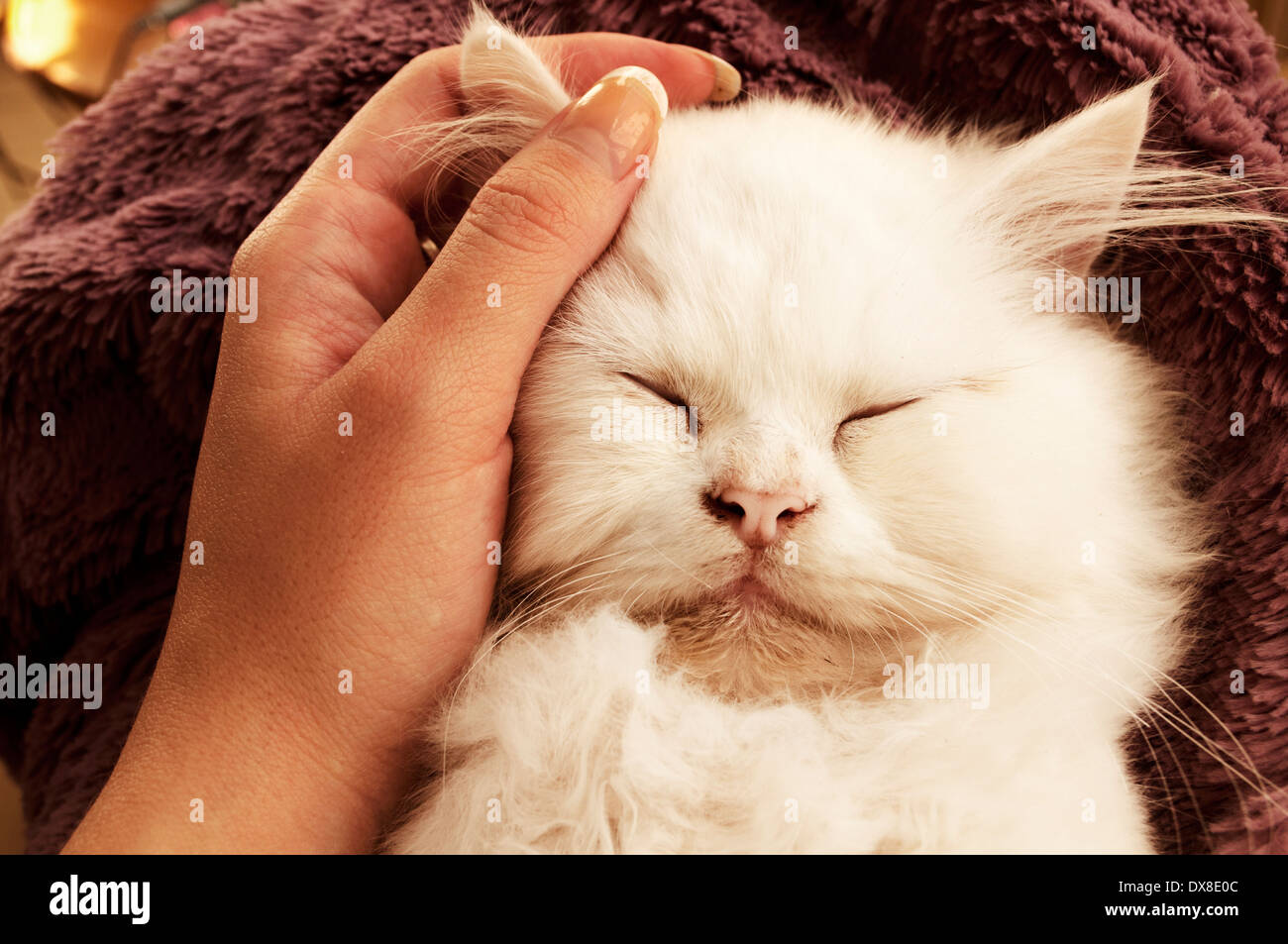 Adorable white kitty Stock Photo - Alamy