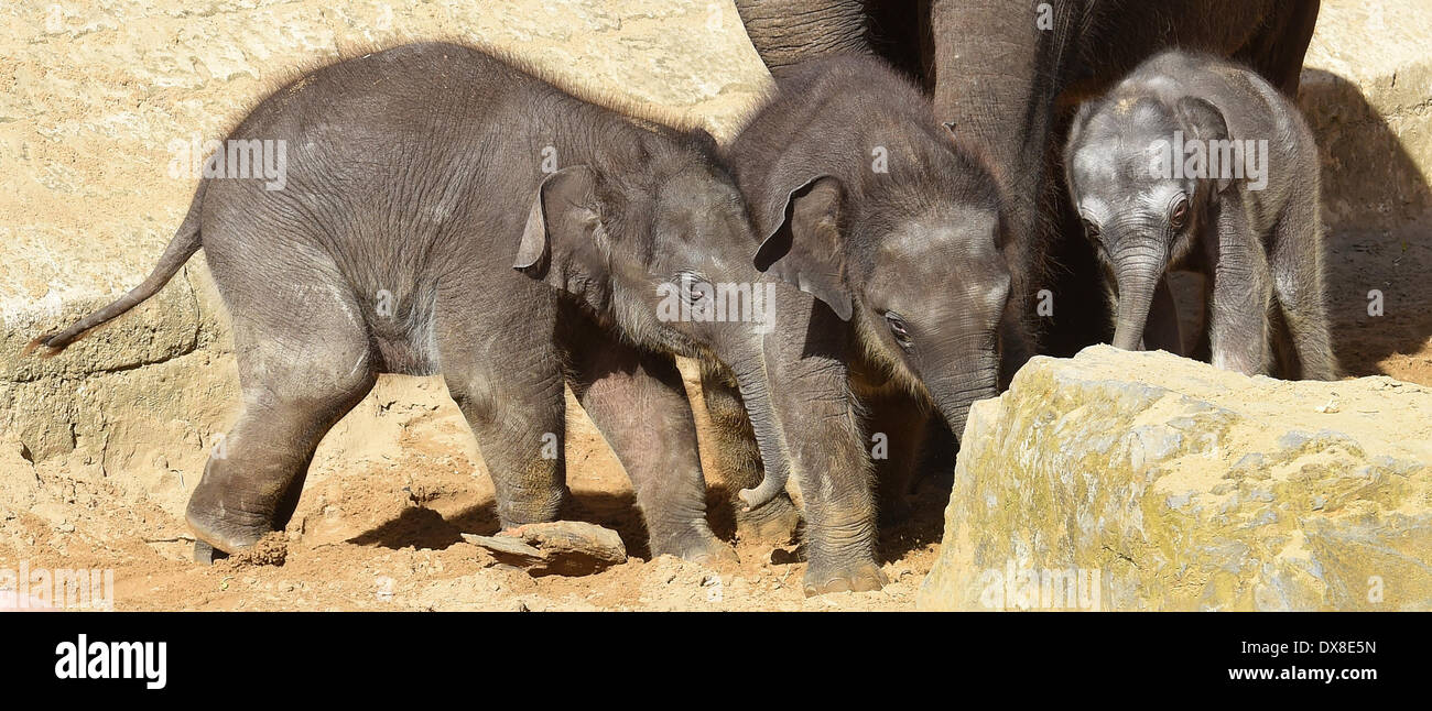 Hanover, Germany. 20th Mar, 2014. A three day old elephant female takes ...