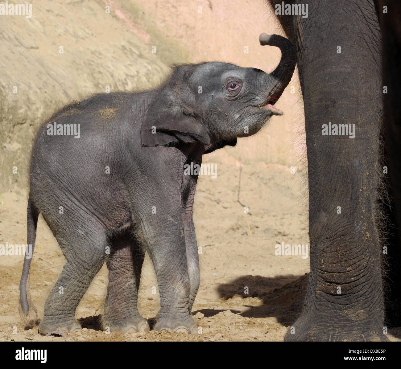 Hanover, Germany. 20th Mar, 2014. A three day old elephant female takes ...
