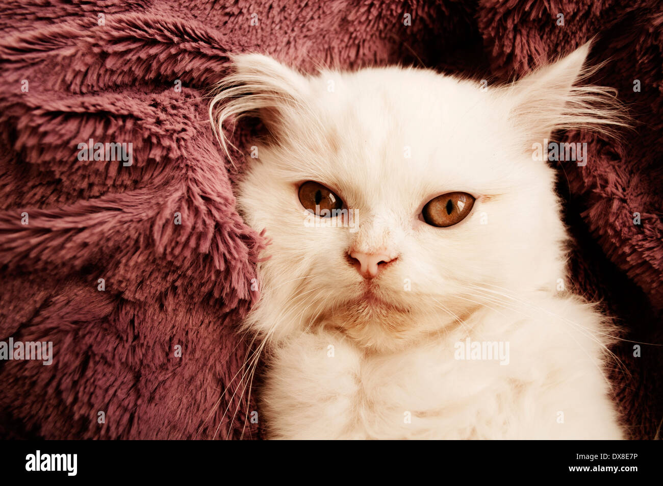 Adorable white cat Stock Photo - Alamy