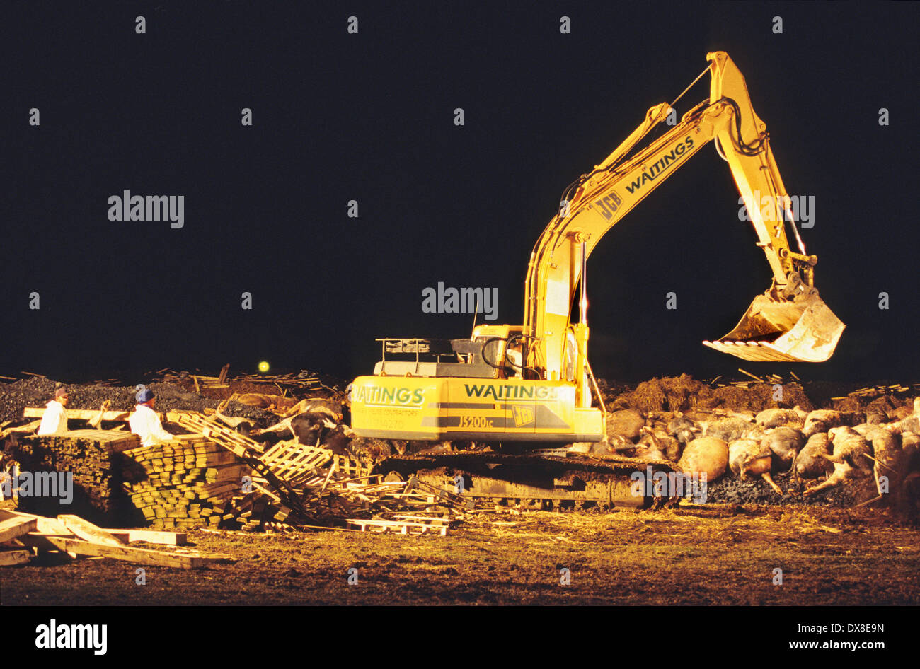 Digger making mass funeral pyre to incinerate cattle and sheep ...