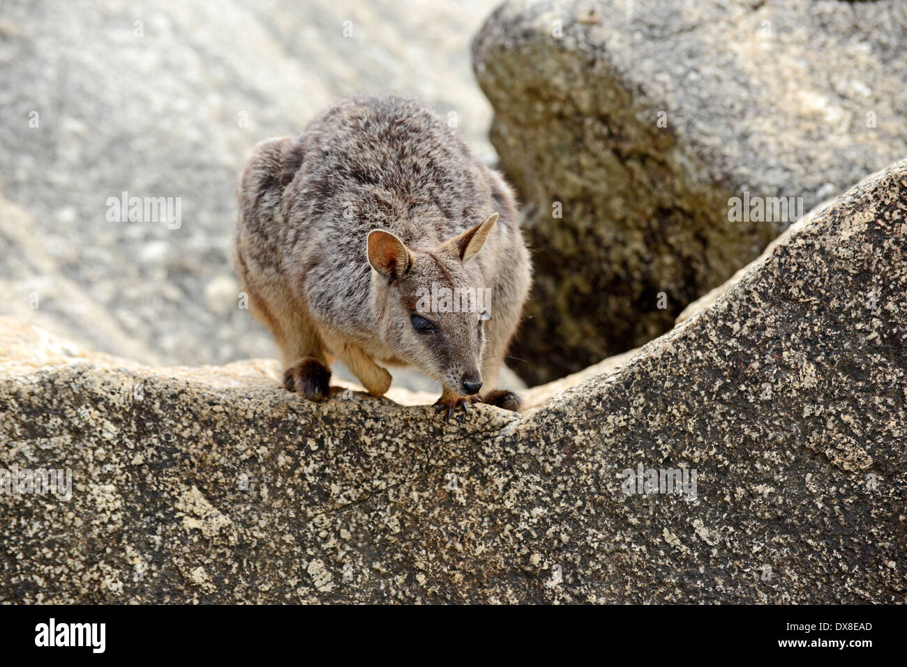 Mareeba rock wallaby (Petrogale mareeba Stock Photo - Alamy