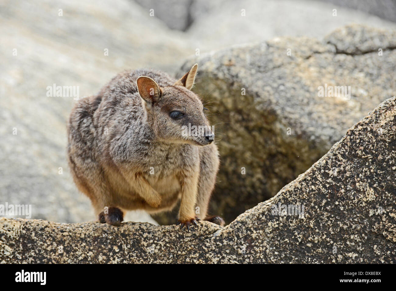 Petrogale hi-res stock photography and images - Alamy