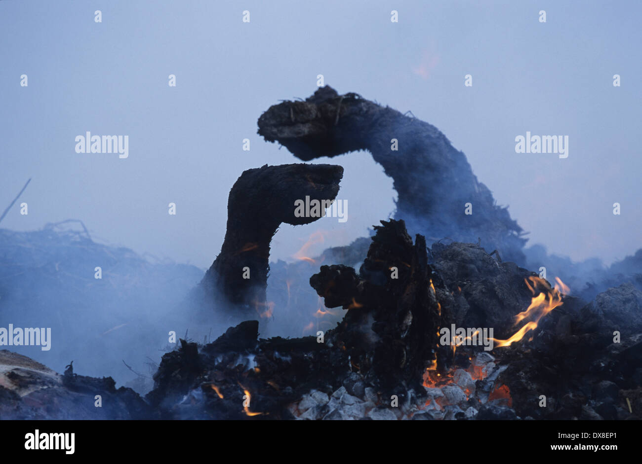 Cow carcasses incinerated on funeral pyre during foot and mouth ...