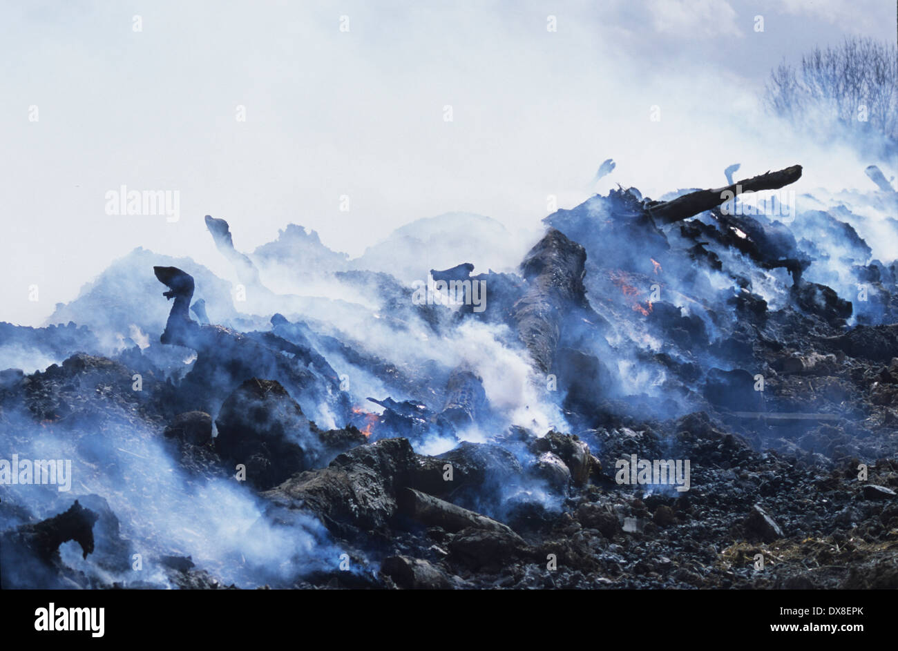 Cow carcasses incinerated on funeral pyre during foot and mouth ...