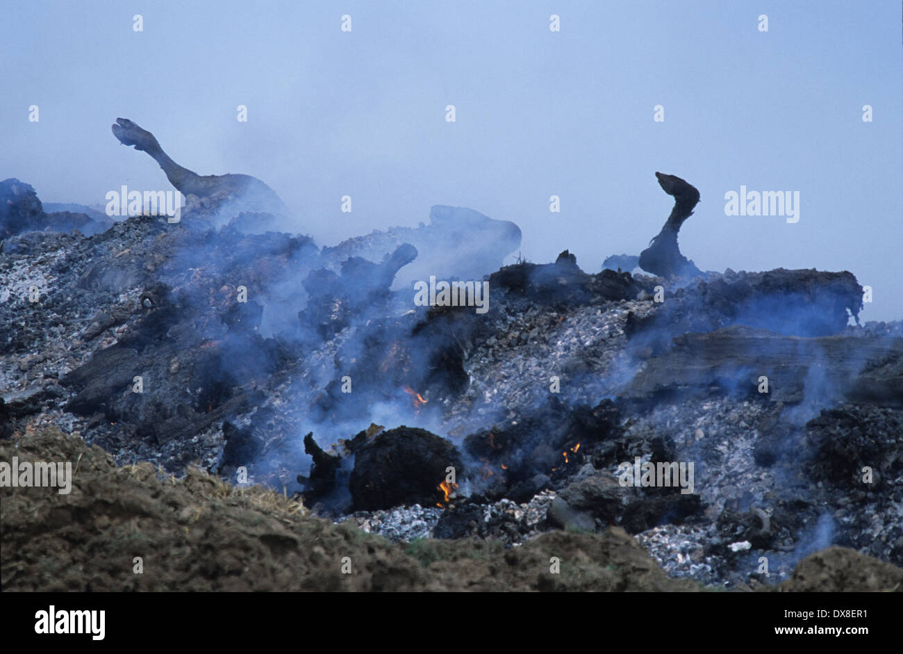 Cow carcasses incinerated on funeral pyre during foot and mouth ...