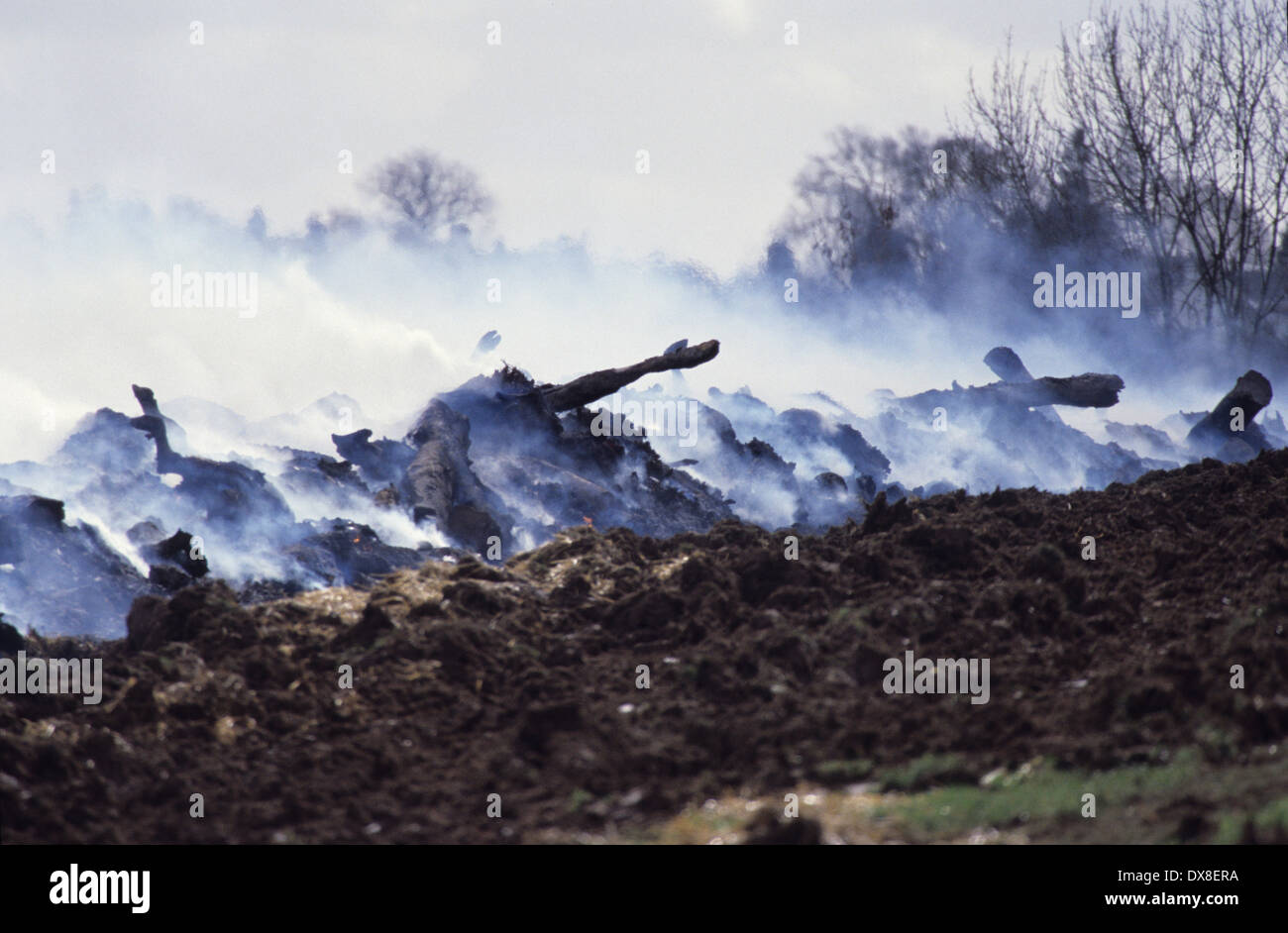 Cow carcasses incinerated on funeral pyre during foot and mouth ...