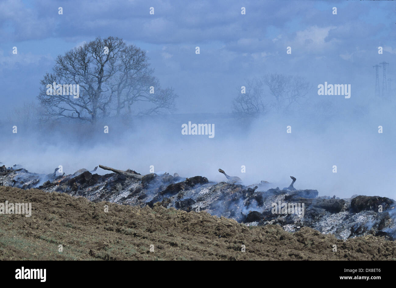 Cow carcasses incinerated on funeral pyre during foot and mouth ...