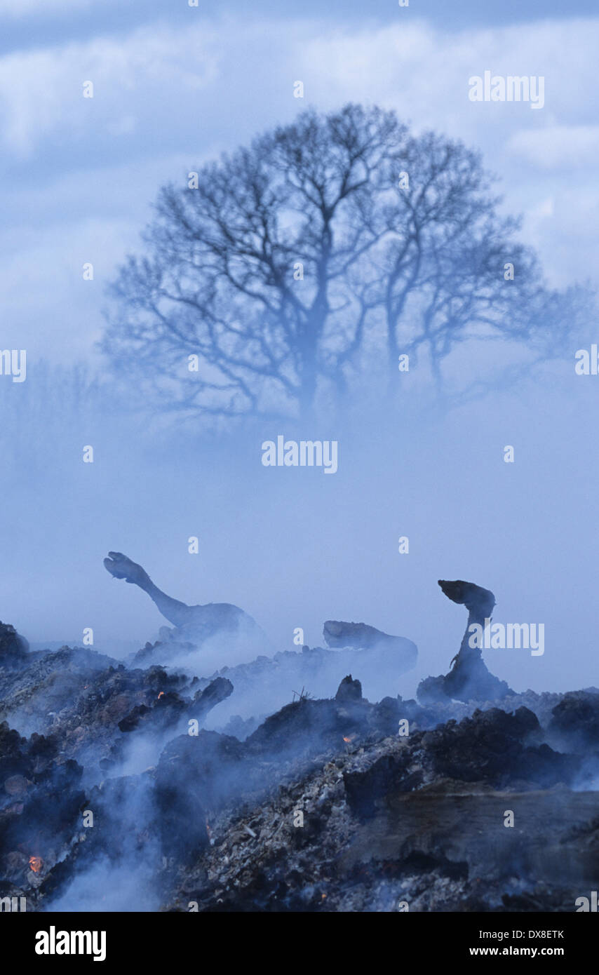 Cow carcasses incinerated on funeral pyre during foot and mouth ...