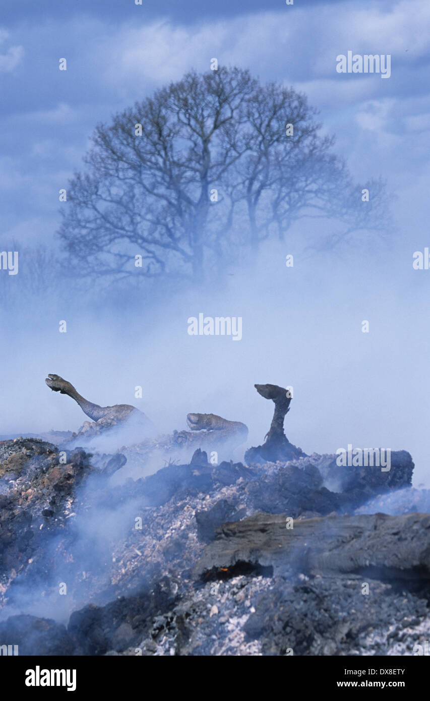 Cow carcasses incinerated on funeral pyre during foot and mouth ...