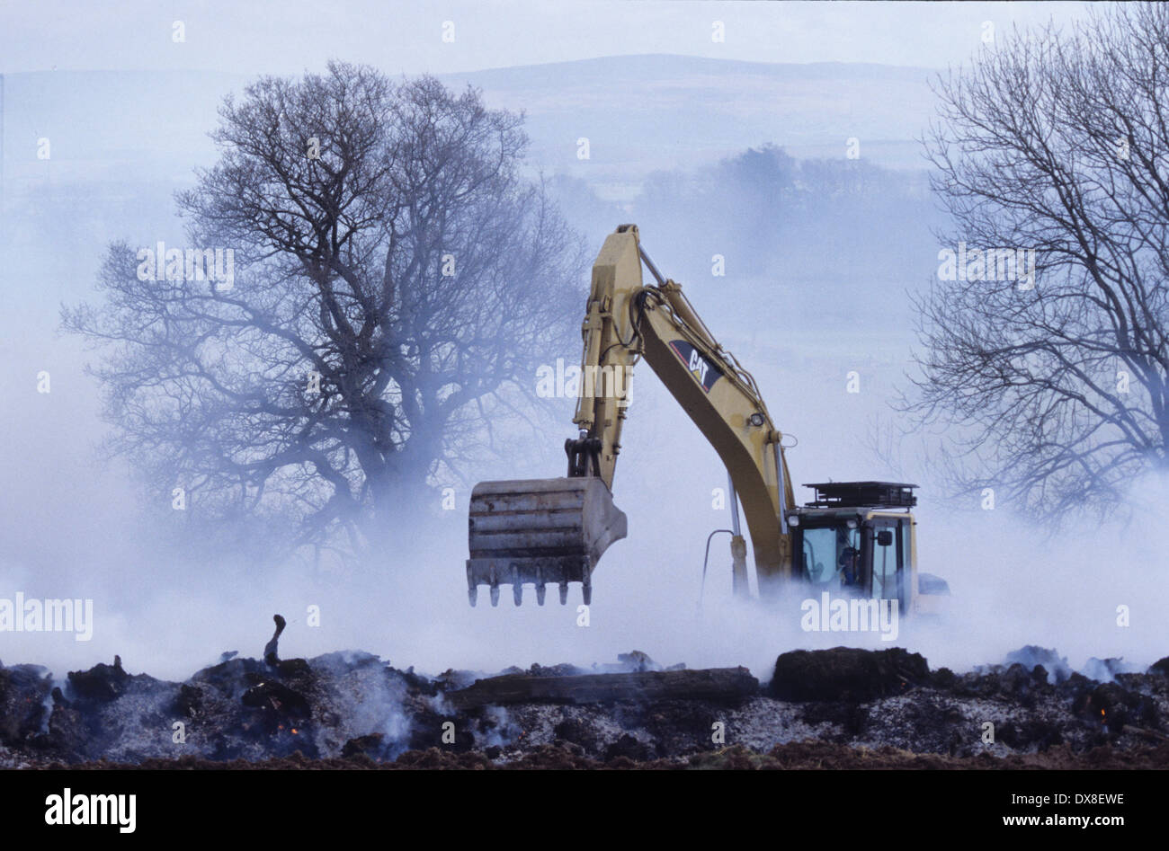 Cow carcasses incinerated on funeral pyre during foot and mouth ...