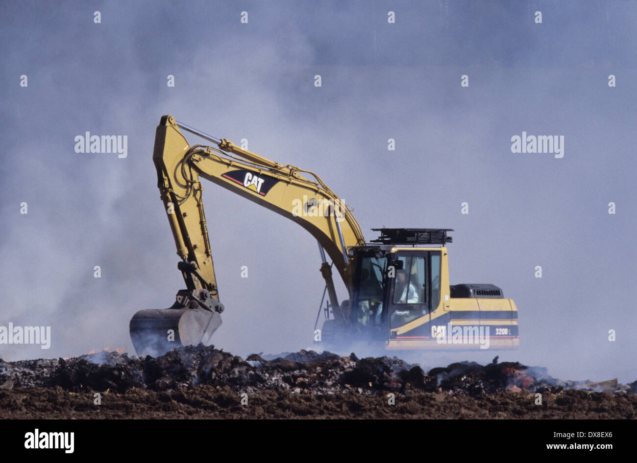 Cow carcasses incinerated on funeral pyre during foot and mouth ...