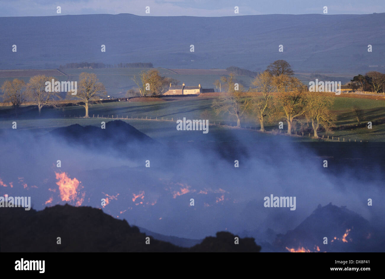 Cow carcasses incinerated on funeral pyre during foot and mouth ...