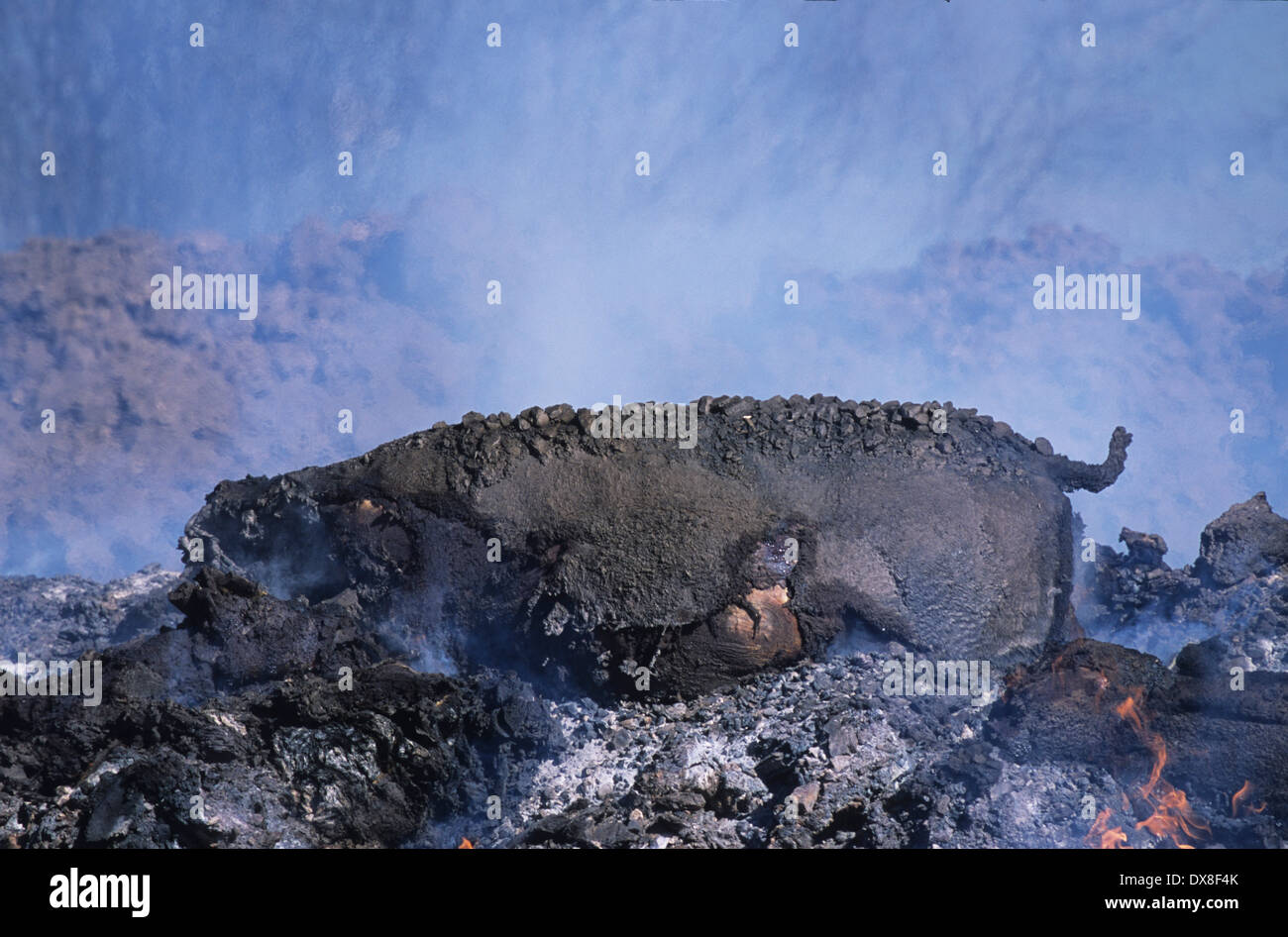 Cow carcass incinerated on funeral pyre during foot and mouth epidemic ...