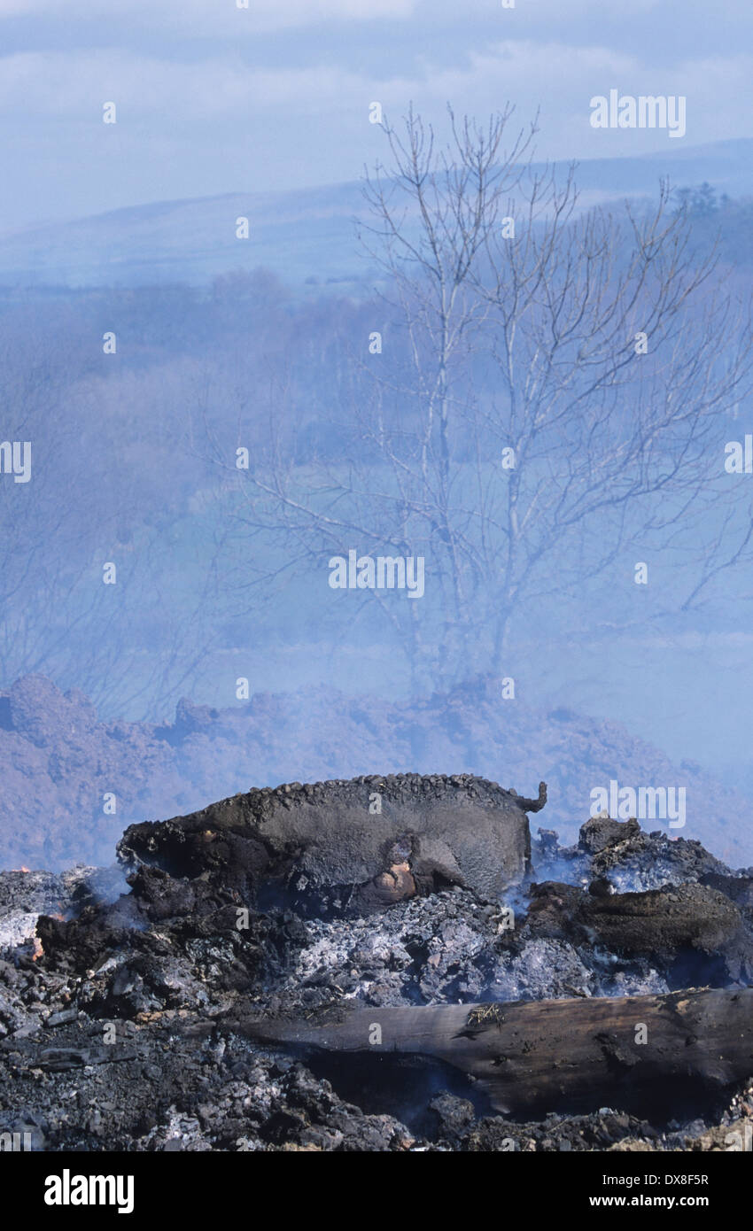 Cow carcass incinerated on funeral pyre during foot and mouth epidemic ...
