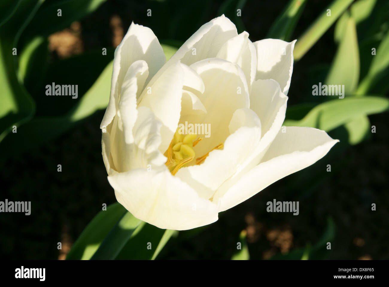 Double-flowering white tulip Stock Photo - Alamy