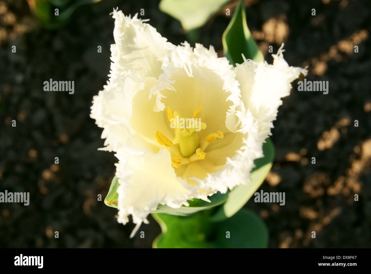 Tulip fringe flower hi-res stock photography and images - Alamy
