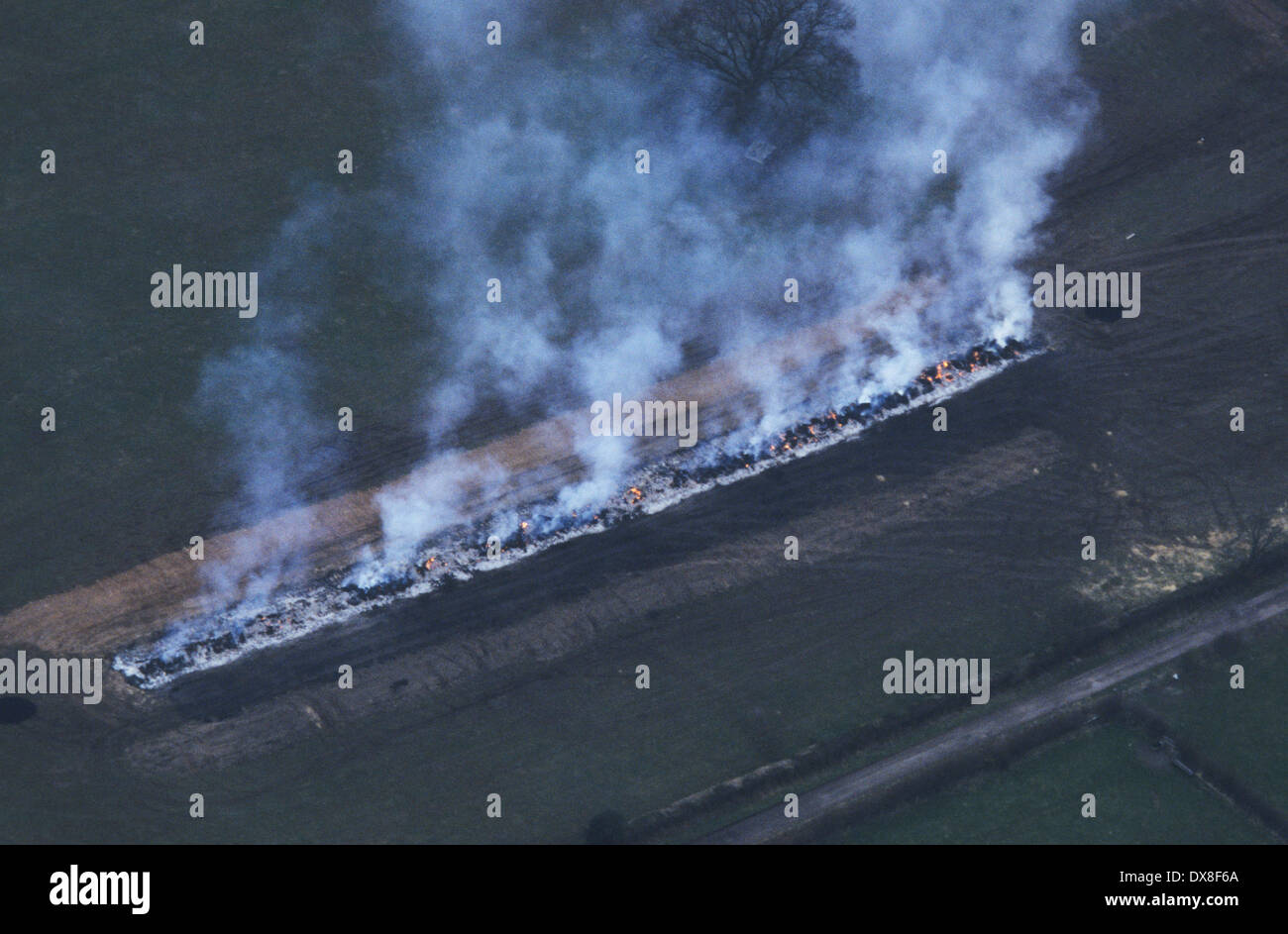 Cow carcasses incinerated on funeral pyre during foot and mouth ...