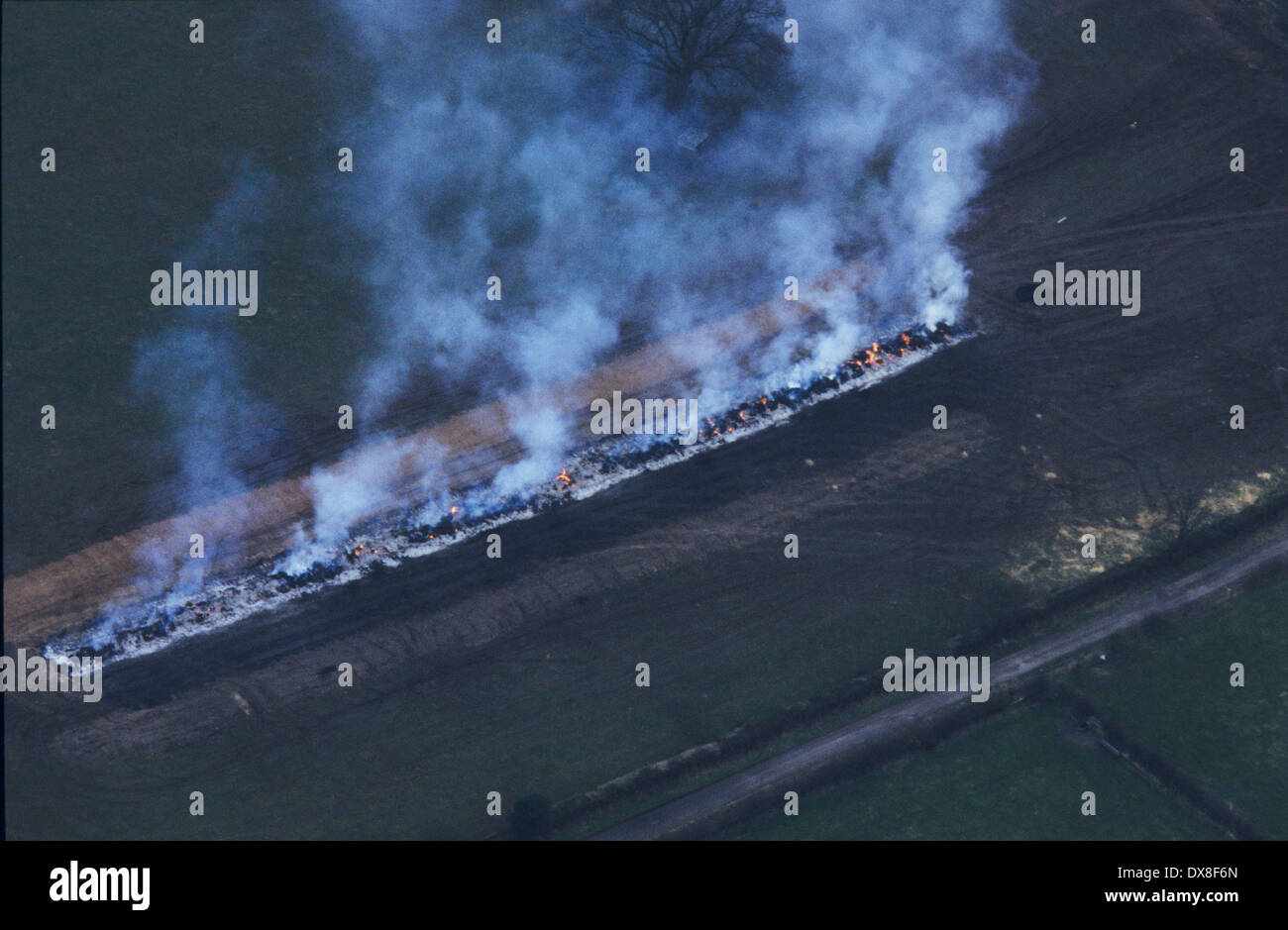 Cow carcasses incinerated on funeral pyre during foot and mouth ...