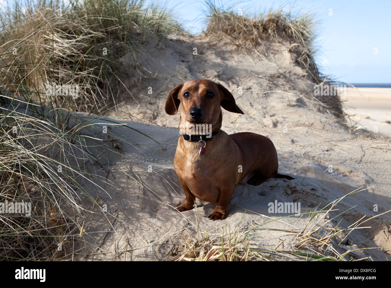 Dachshund at beach hi-res stock photography and images - Alamy