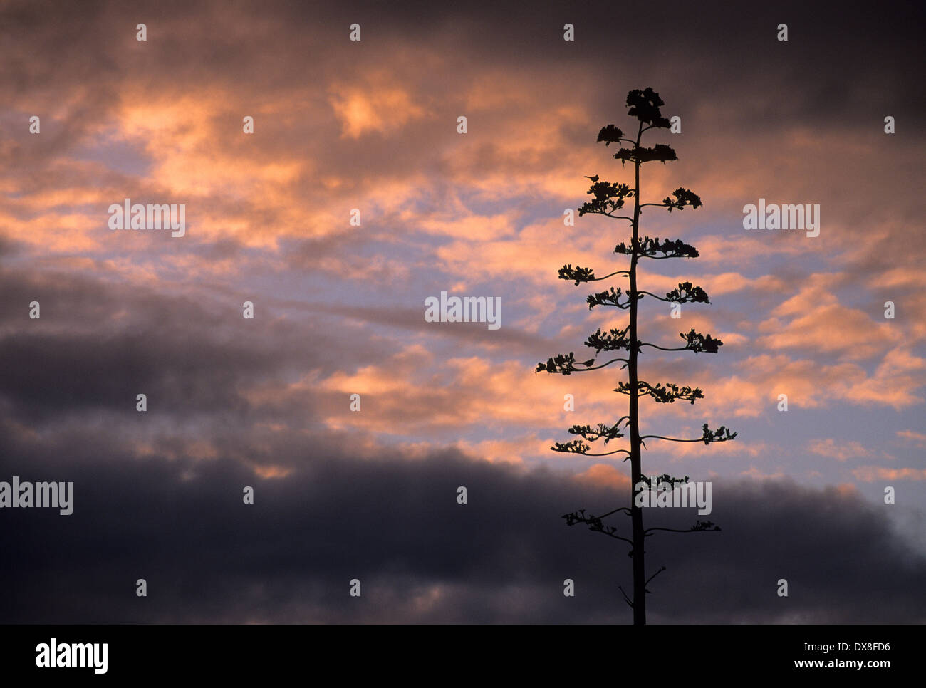 Agave sunrise with bird in silhouette, Old Town San Diego State ...