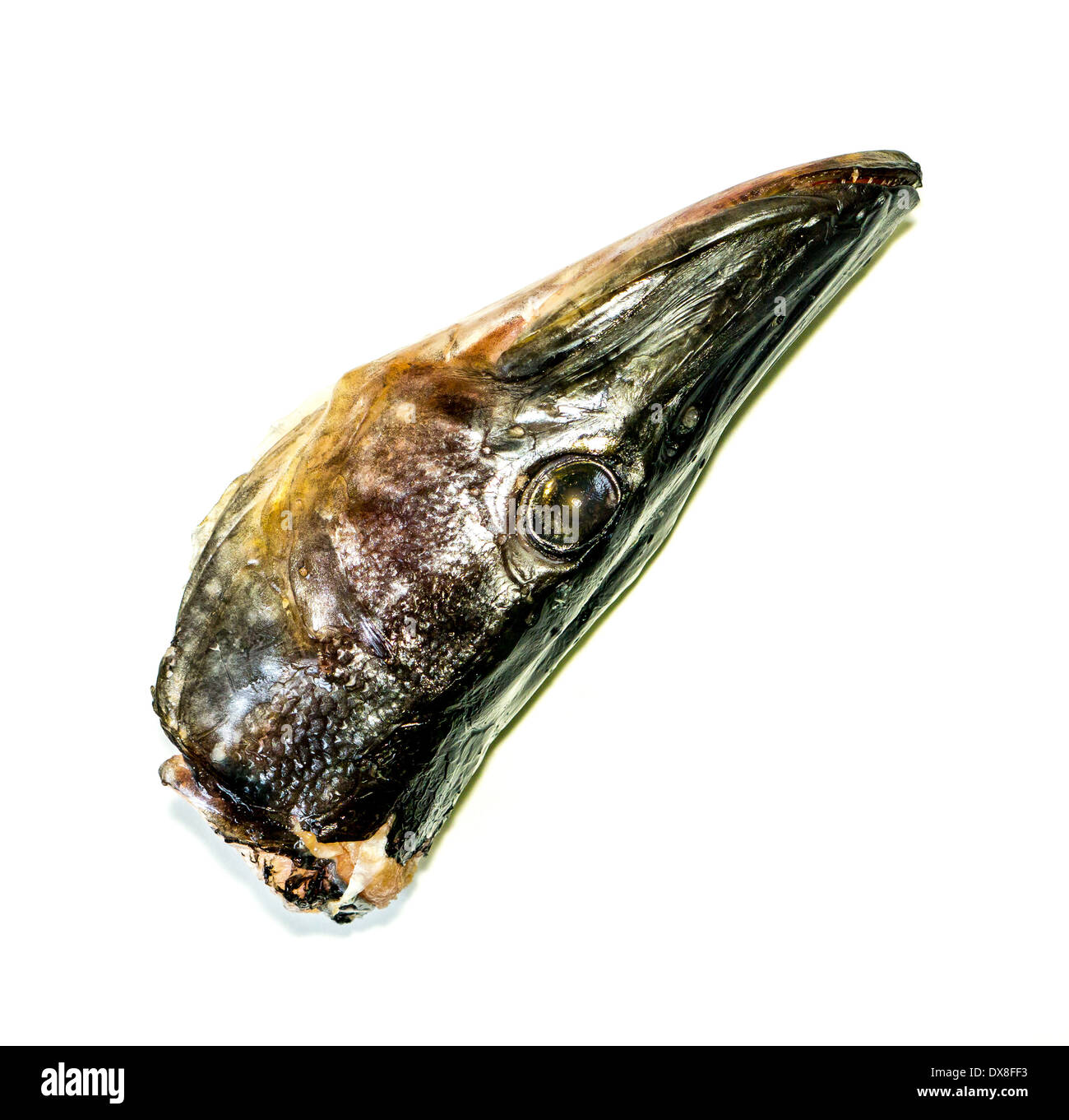 Predatory fish head Cut Out Stock Images & Pictures - Alamy