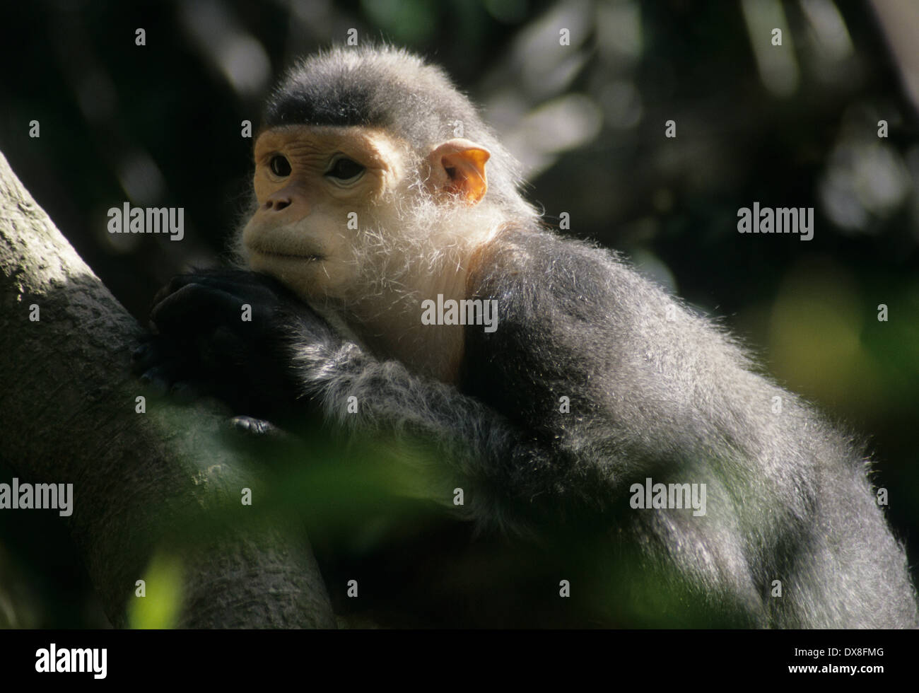 Douc Langur (Pygathrix nemaeus), San Diego Zoo, Balboa Park, San Diego ...