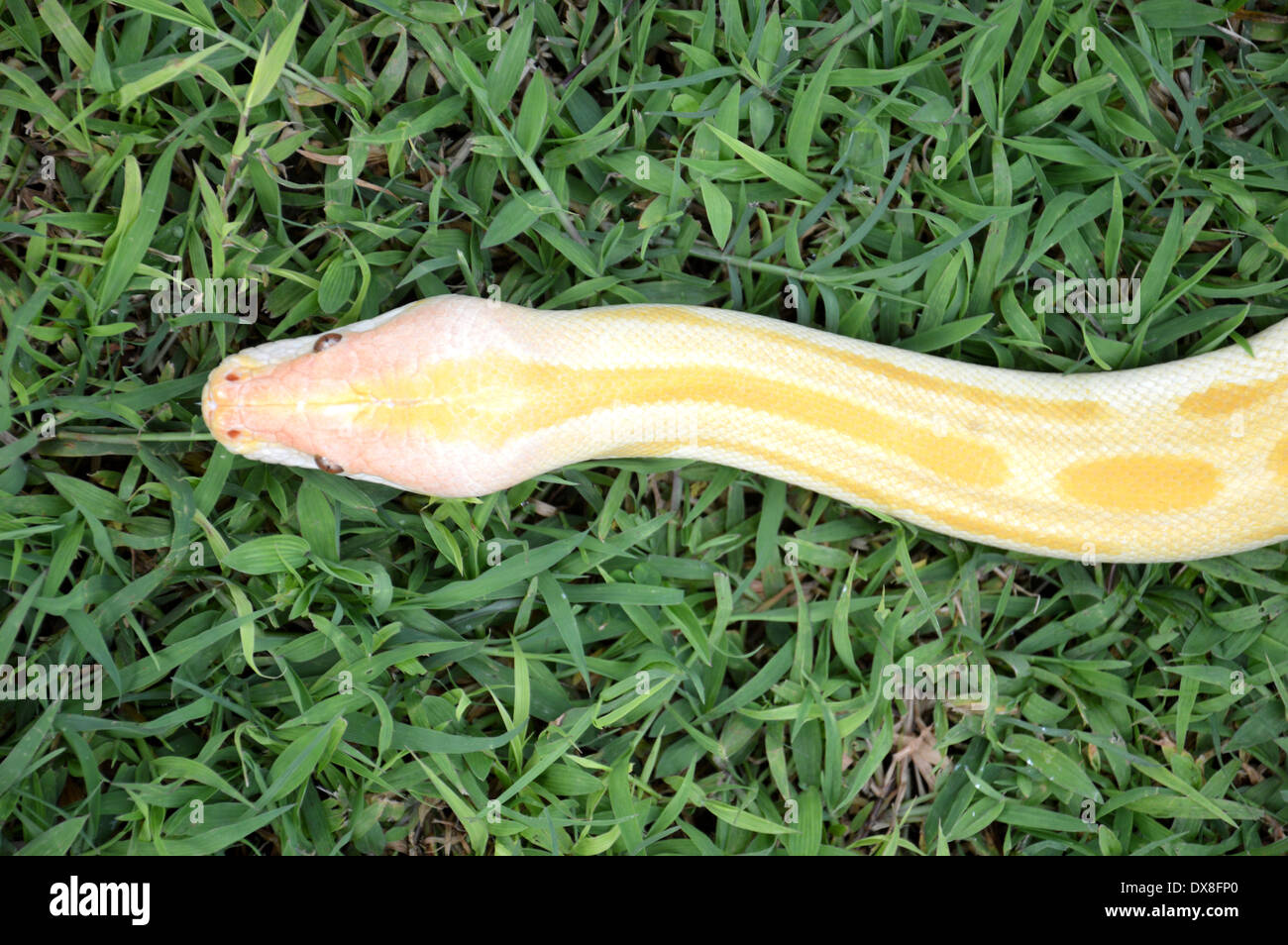 Rare albino python hi-res stock photography and images - Alamy