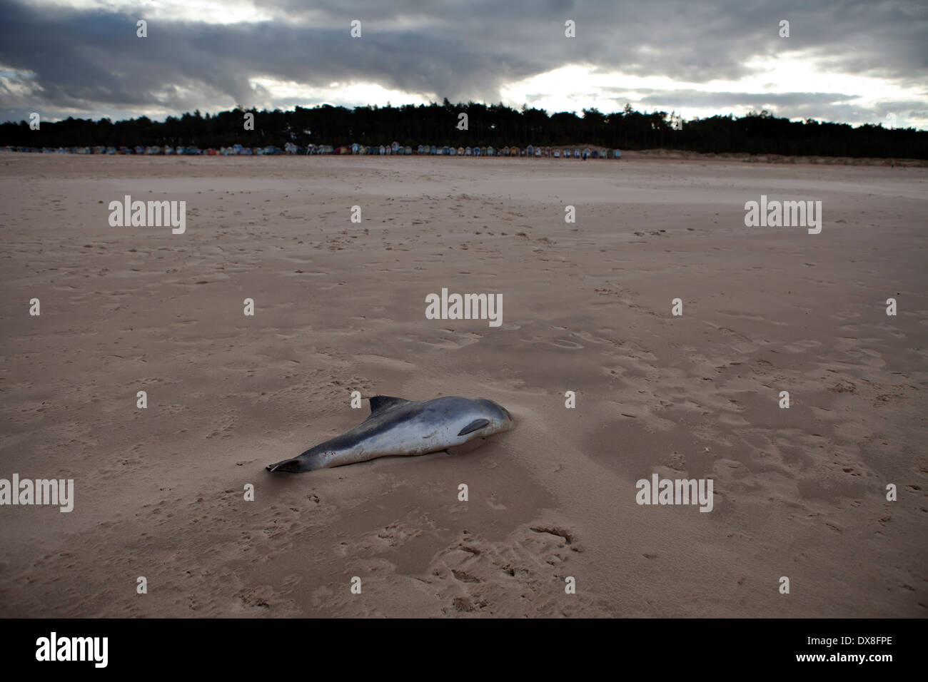 Dead dolphin hi-res stock photography and images - Alamy