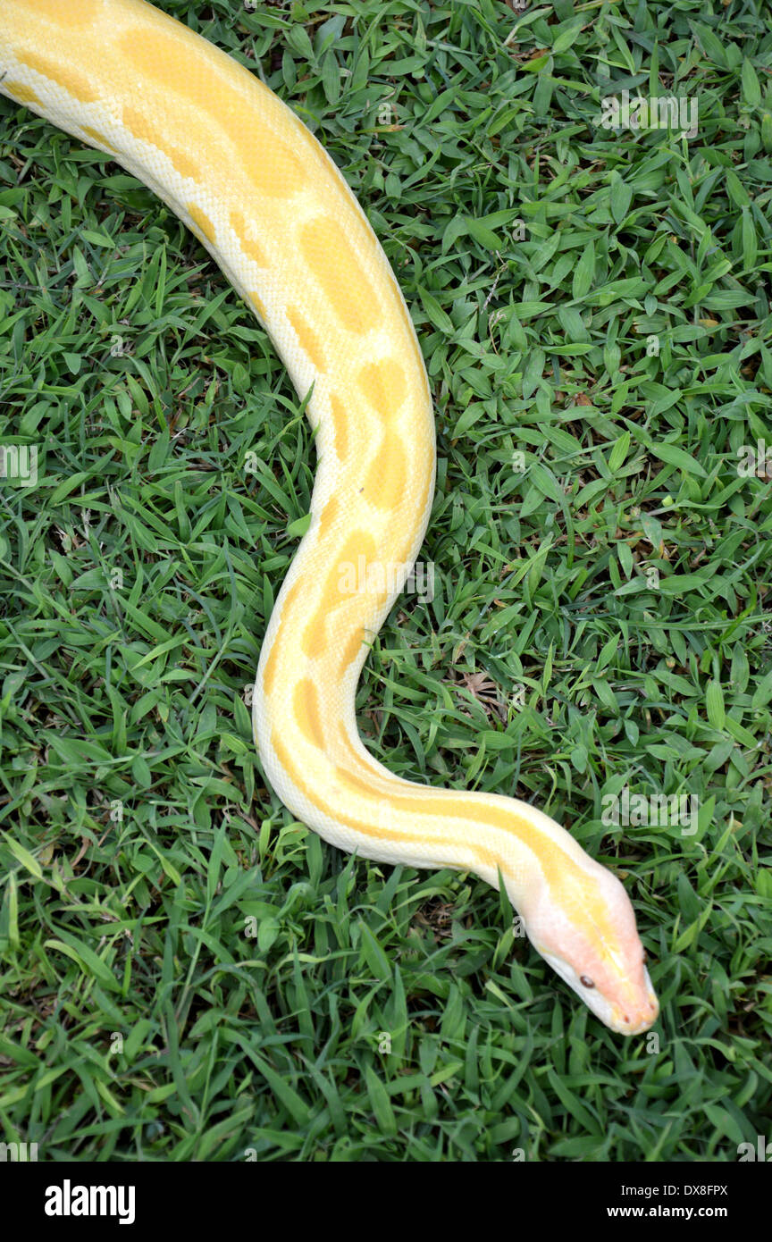 Albino Snake Boa Constrictor Stock Photos & Albino Snake Boa ...