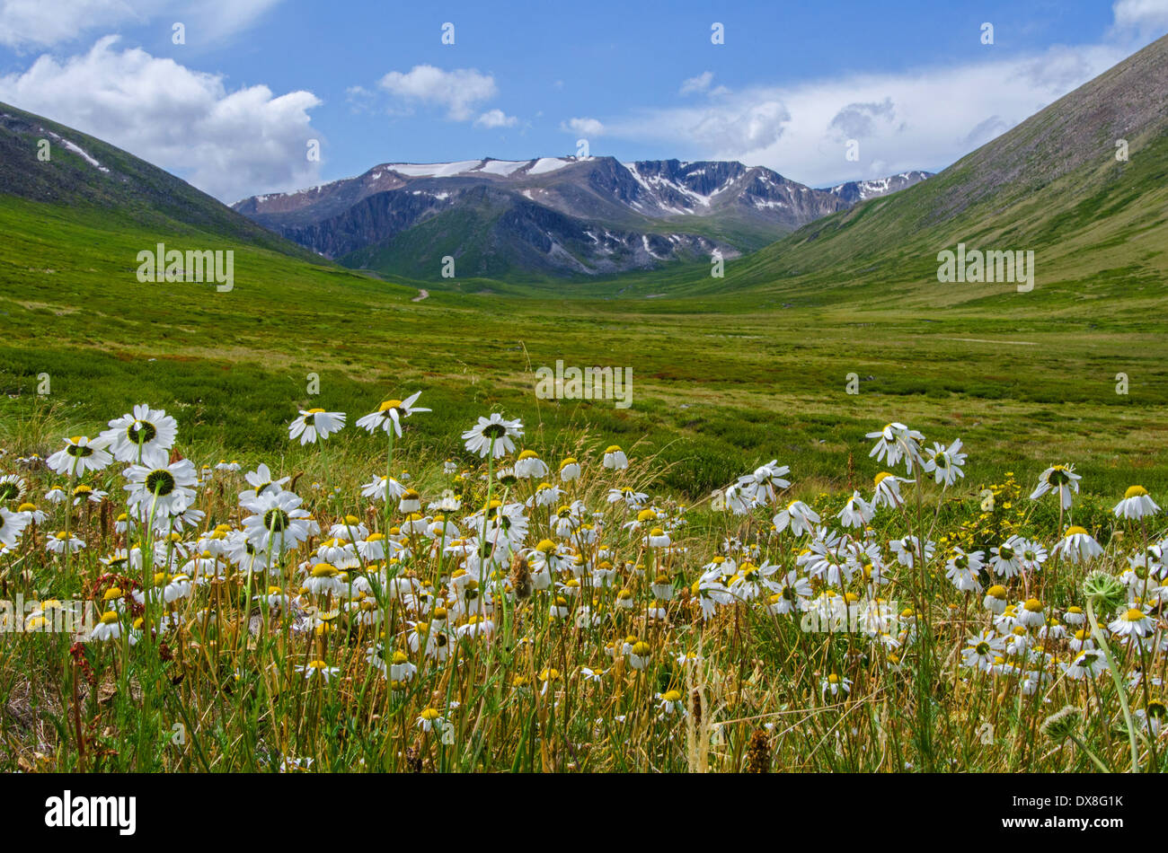 Chamomile is the national flower of russia hi-res stock photography and ...