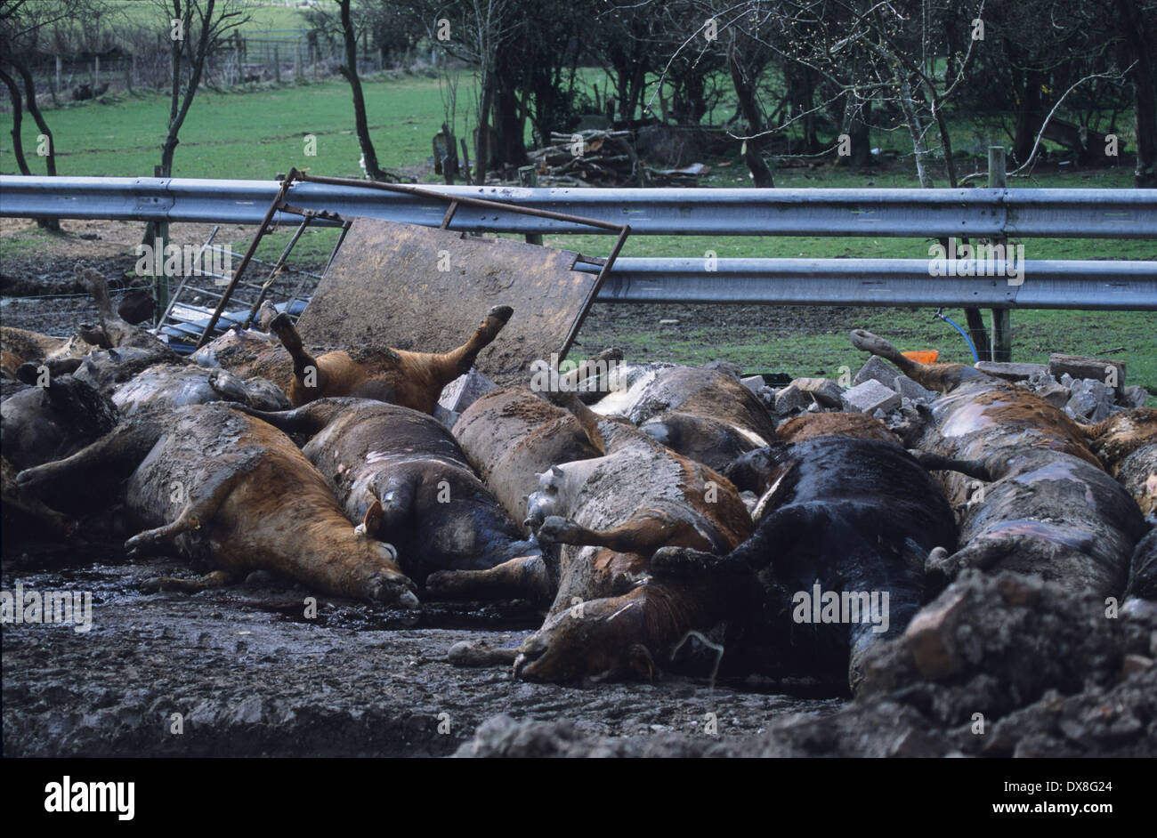 Dead cows, cattle culled with suspected foot and mouth, to be ...