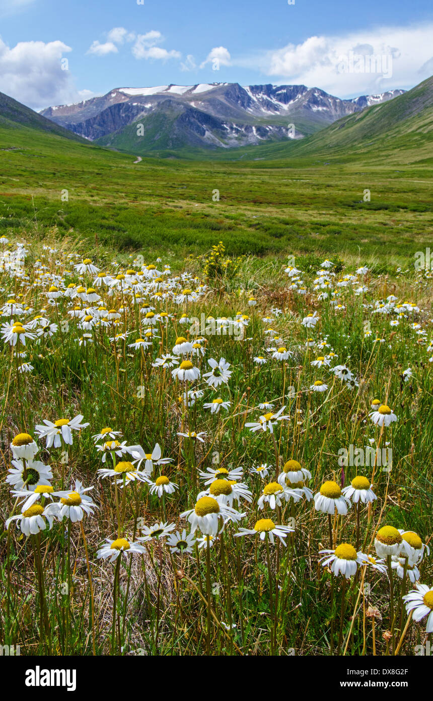 Chamomile is the national flower of russia hi-res stock photography and ...