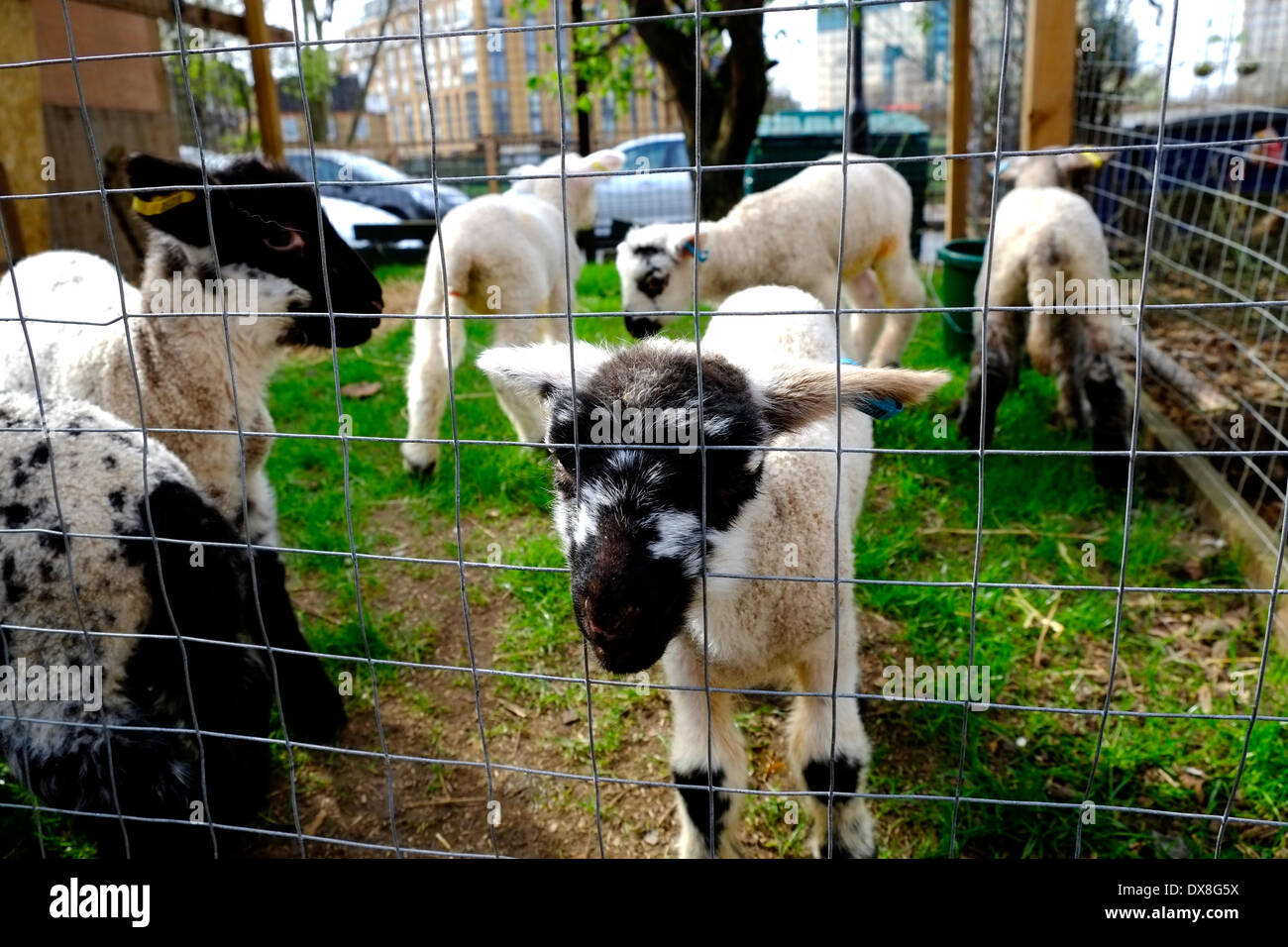 Hand reared lambs hi-res stock photography and images - Alamy