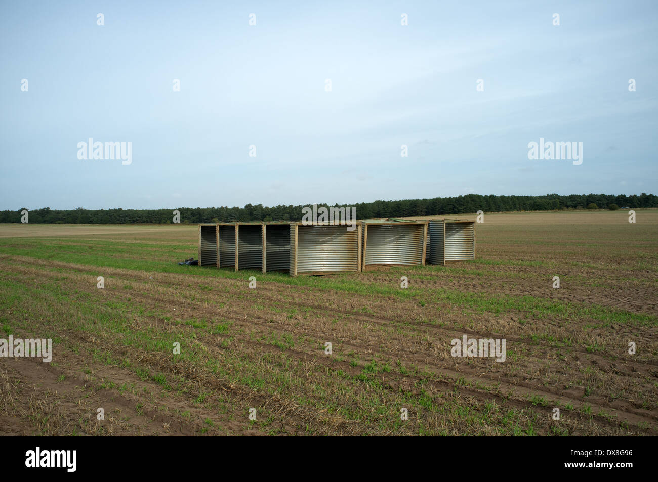 Outdoor pig houses, Sutton Heath, Suffolk, UK Stock Photo - Alamy