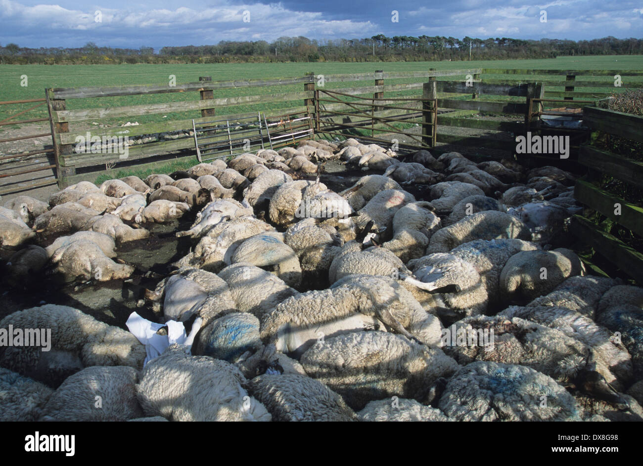 Foot mouth disease sheep culled hi-res stock photography and images - Alamy