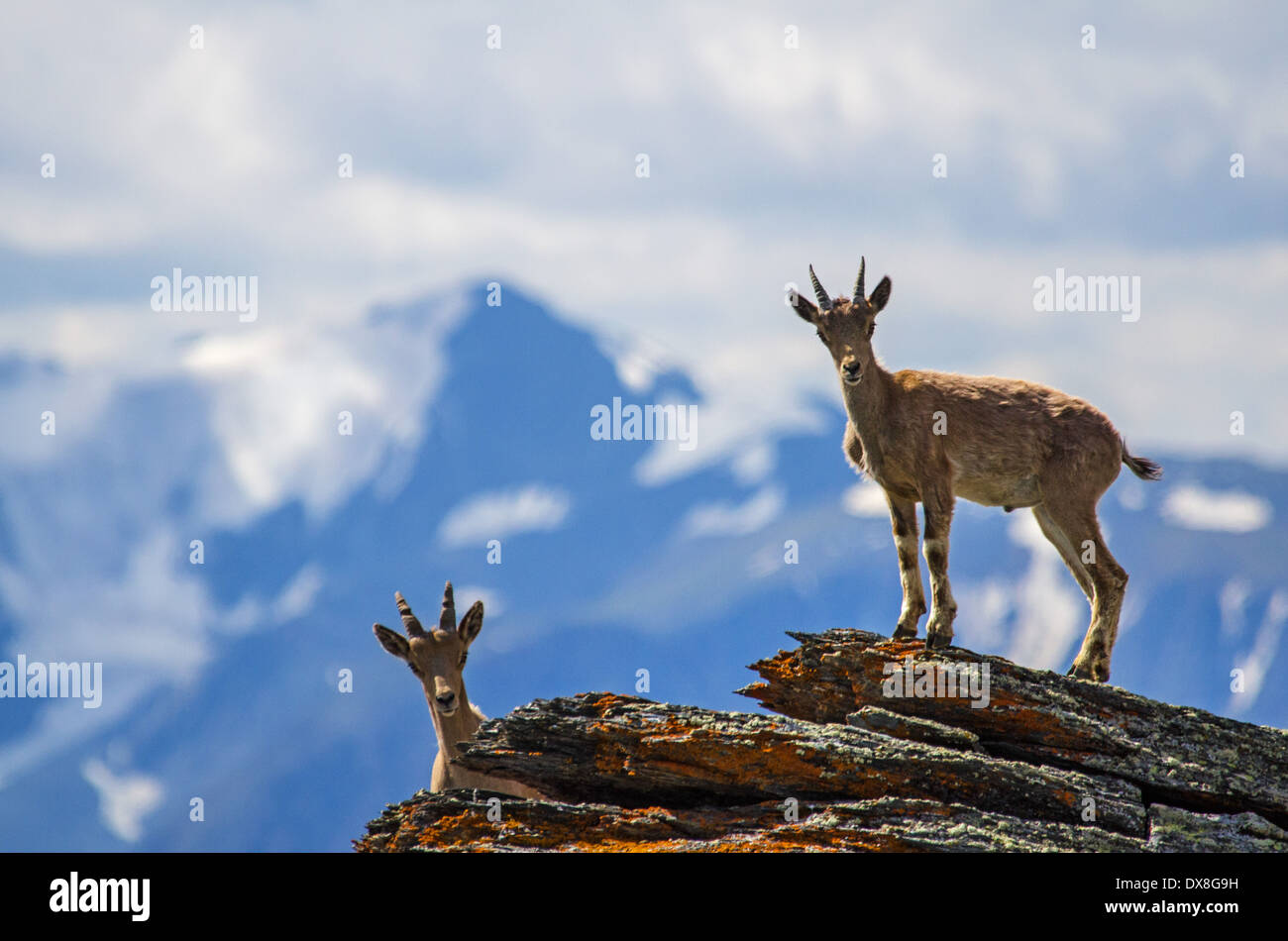 The Siberian Ibex (Capra sibirica). The South Altai Mountains. The Ukok ...