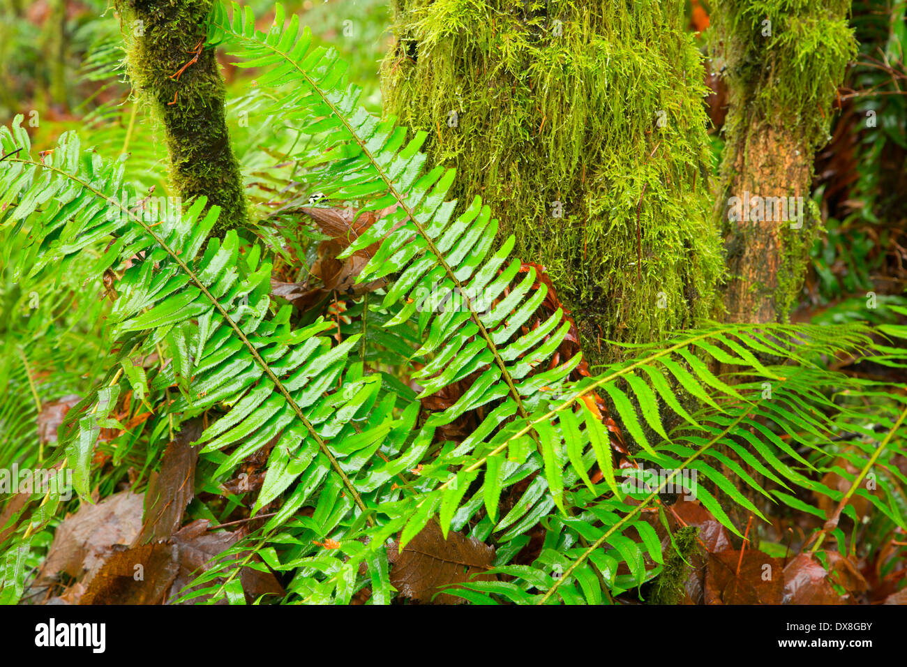 Western sword fern (Polystichum munitum) along Section 36 Trail ...